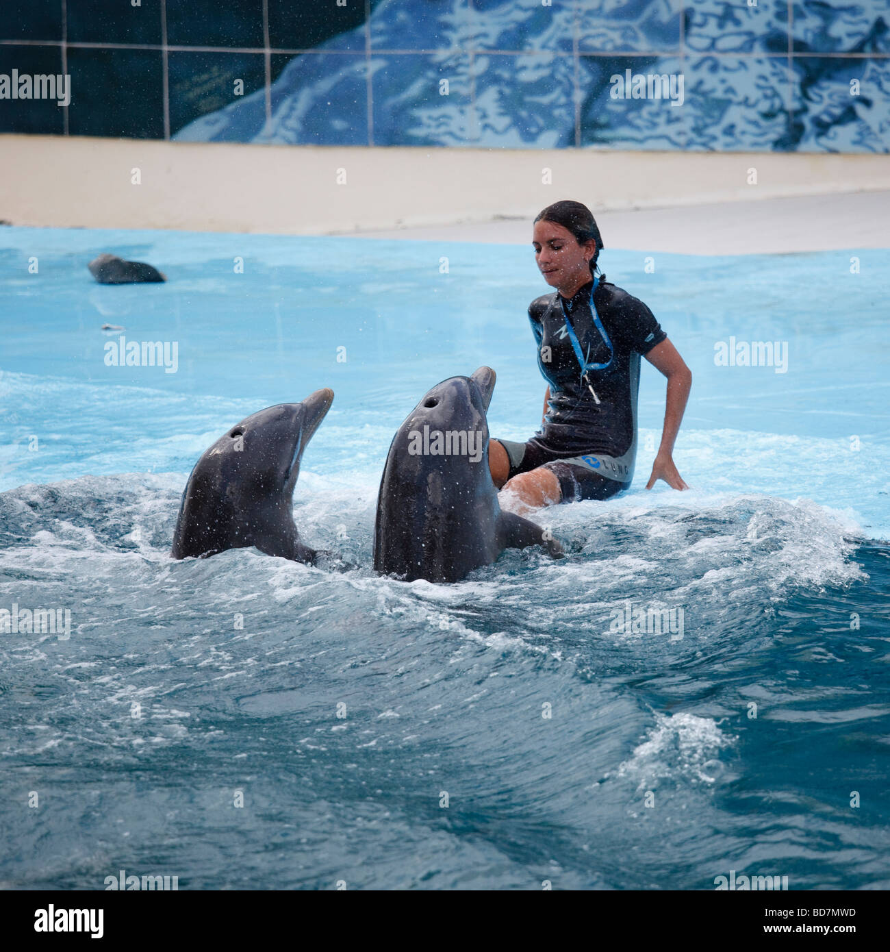 dolphin show in Acuario Nacional Cuba Stock Photo - Alamy