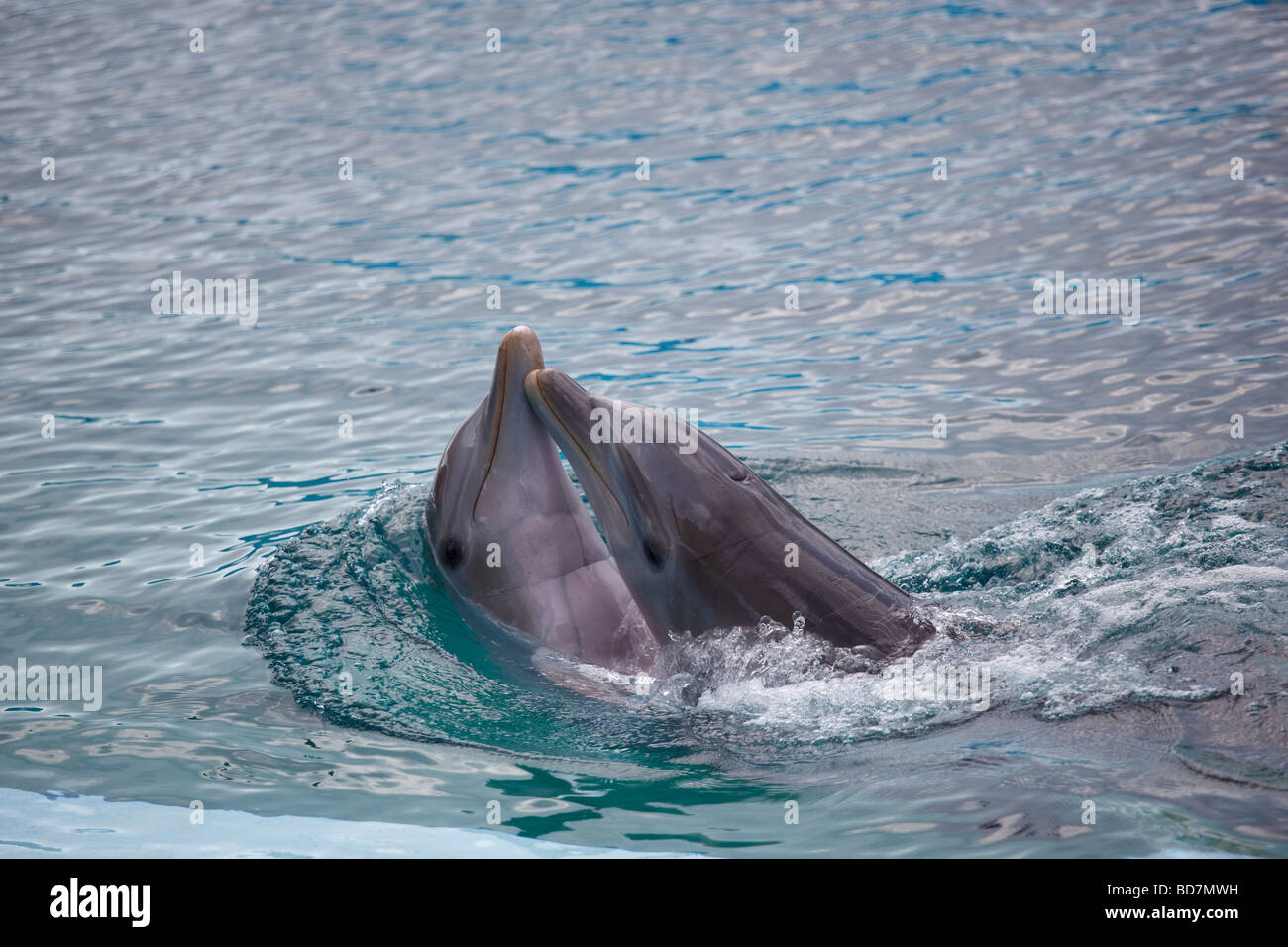 dolphin show in Acuario Nacional Cuba Stock Photo - Alamy