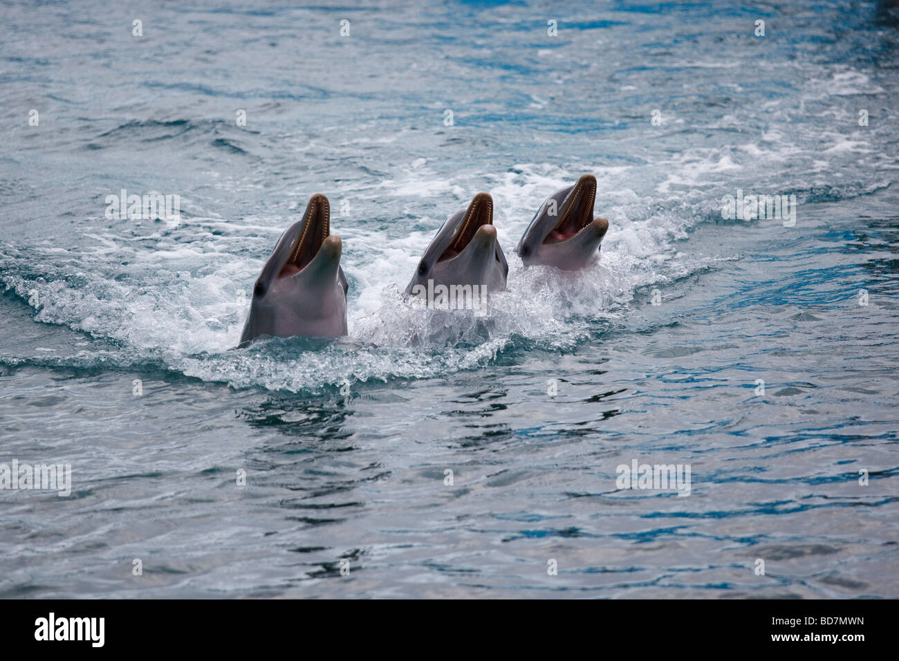 dolphin show in Acuario Nacional Cuba Stock Photo - Alamy