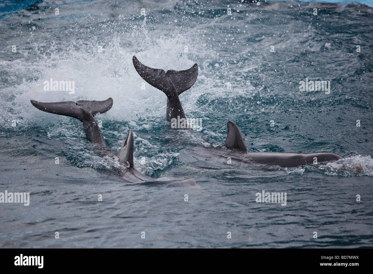 dolphin show in Acuario Nacional Cuba Stock Photo - Alamy