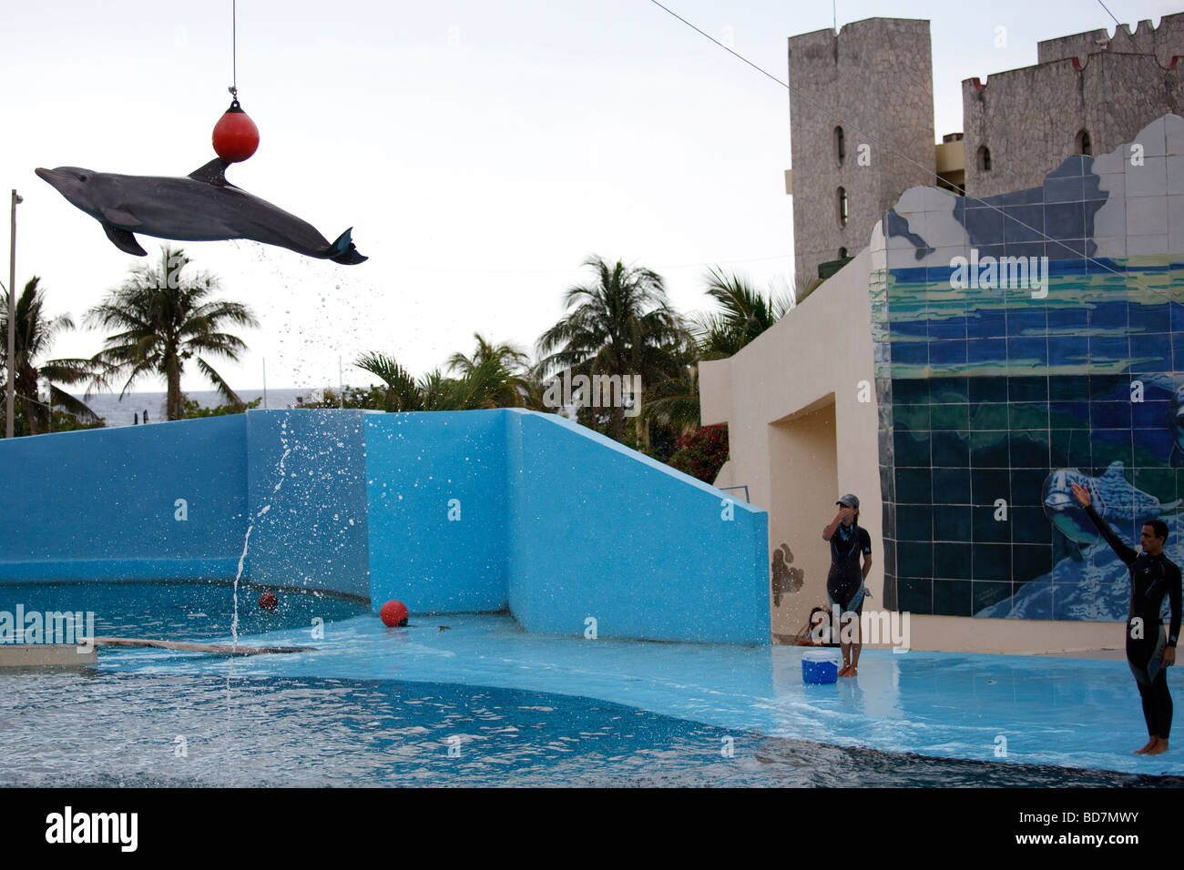 dolphin show in Acuario Nacional Cuba Stock Photo - Alamy