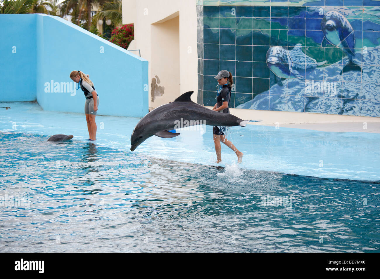 dolphin show in Acuario Nacional Cuba Stock Photo - Alamy