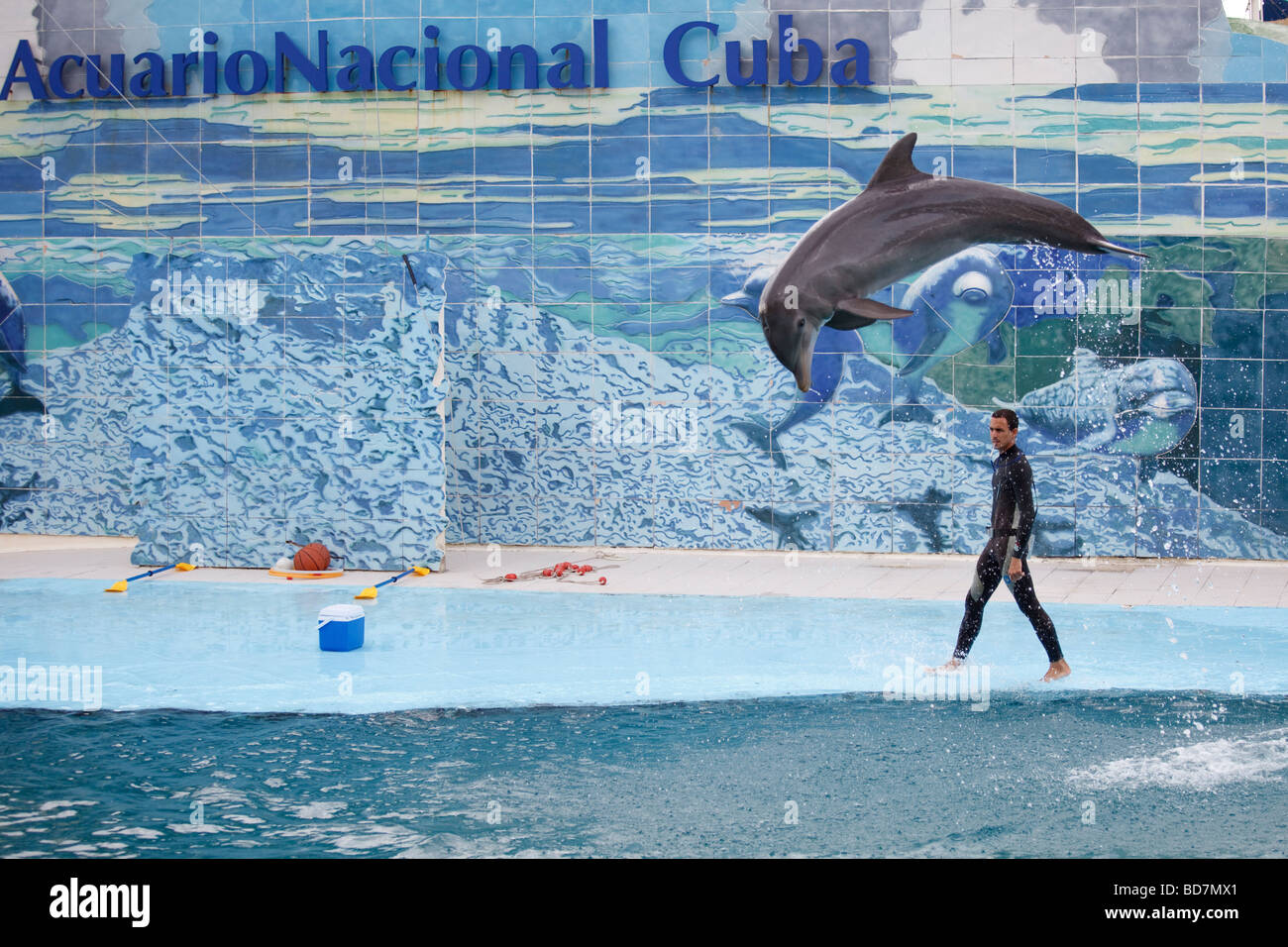 dolphin show in Acuario Nacional Cuba Stock Photo - Alamy