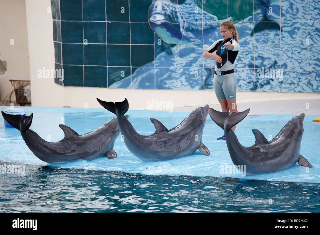 dolphin show in Acuario Nacional Cuba Stock Photo - Alamy