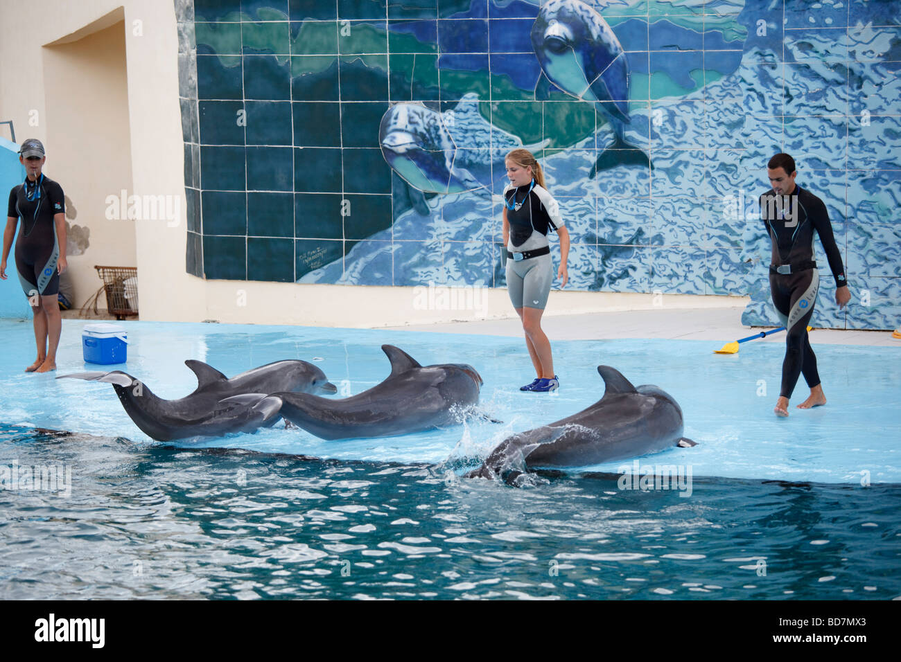 dolphin show in Acuario Nacional Cuba Stock Photo - Alamy