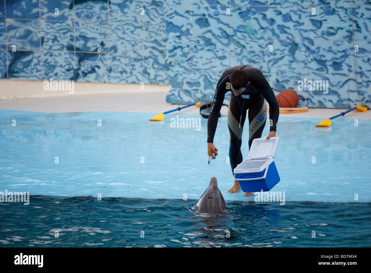 dolphin show in Acuario Nacional Cuba Stock Photo - Alamy