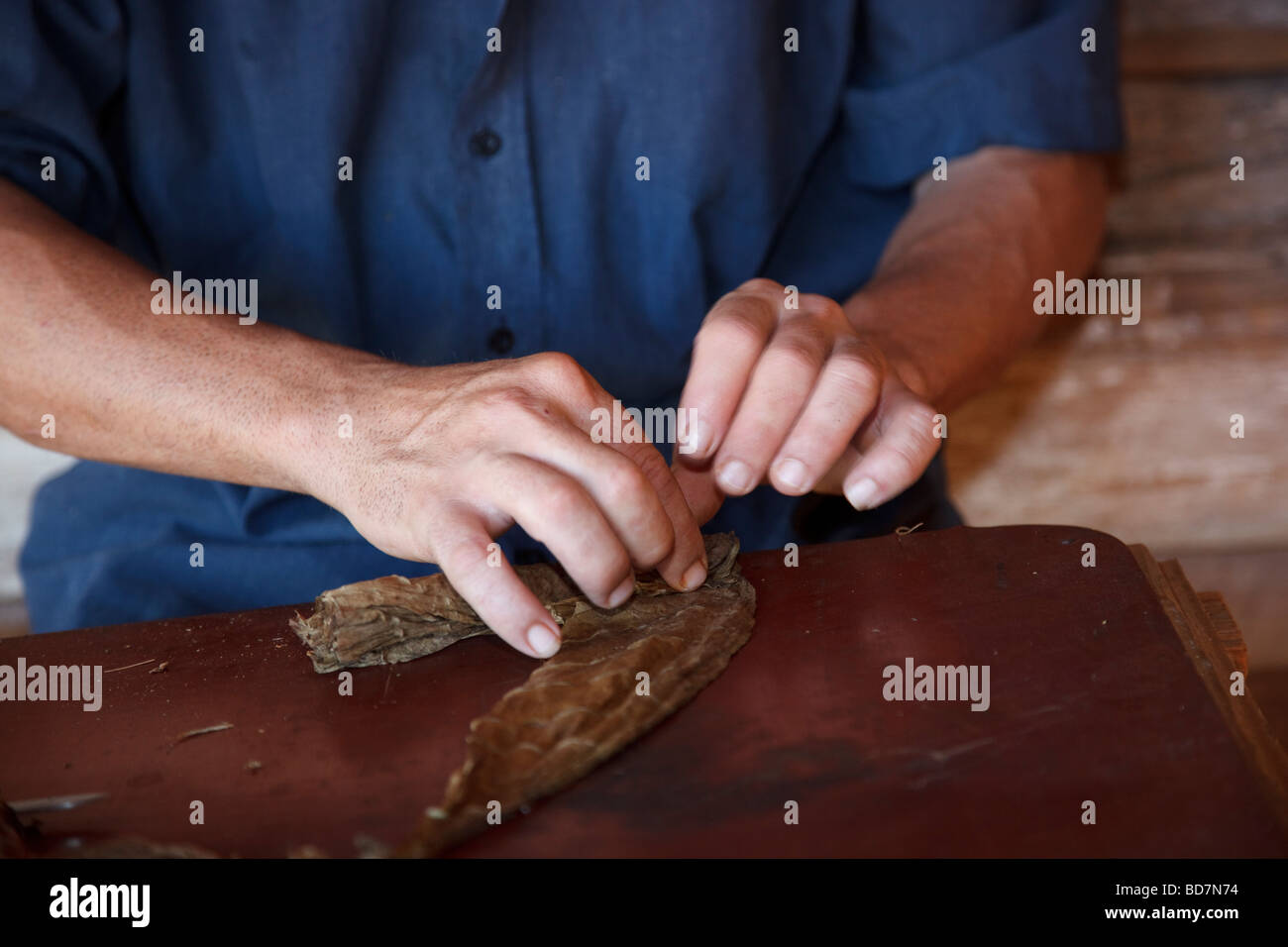 male cubanrolling a cigar Stock Photo - Alamy