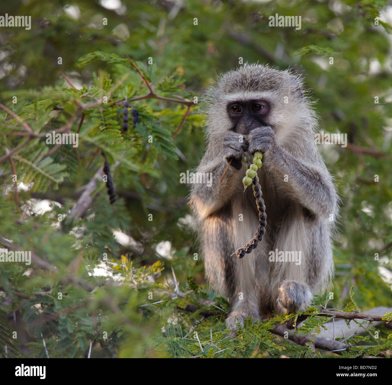 Monkey pod tree hi-res stock photography and images - Alamy
