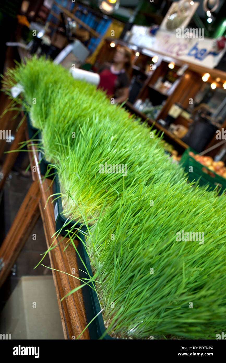 Wheatgrass being sold at s stall at Borough Market, London Stock Photo ...