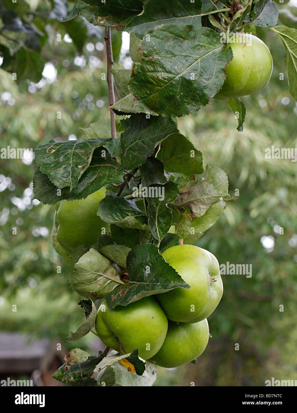Cooking apples hanging on an apple tree Stock Photo - Alamy