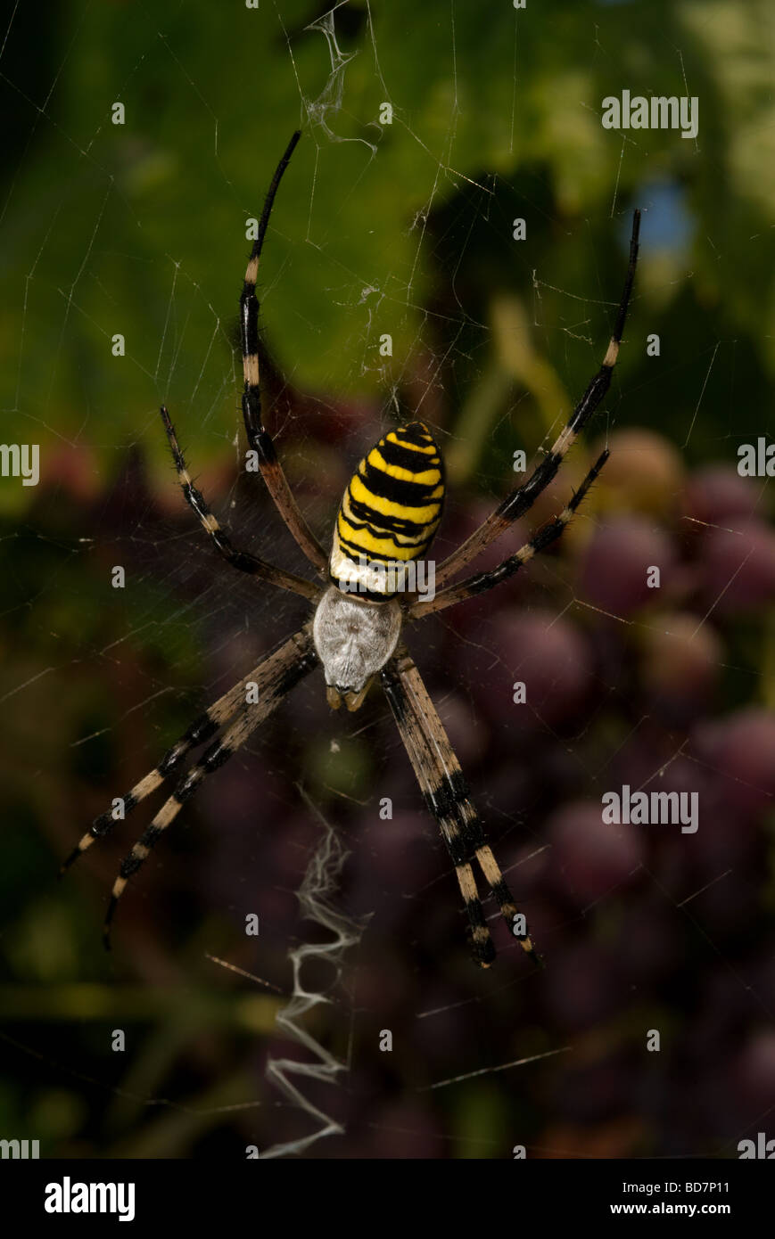 Wasp spider on grape vines Stock Photo - Alamy
