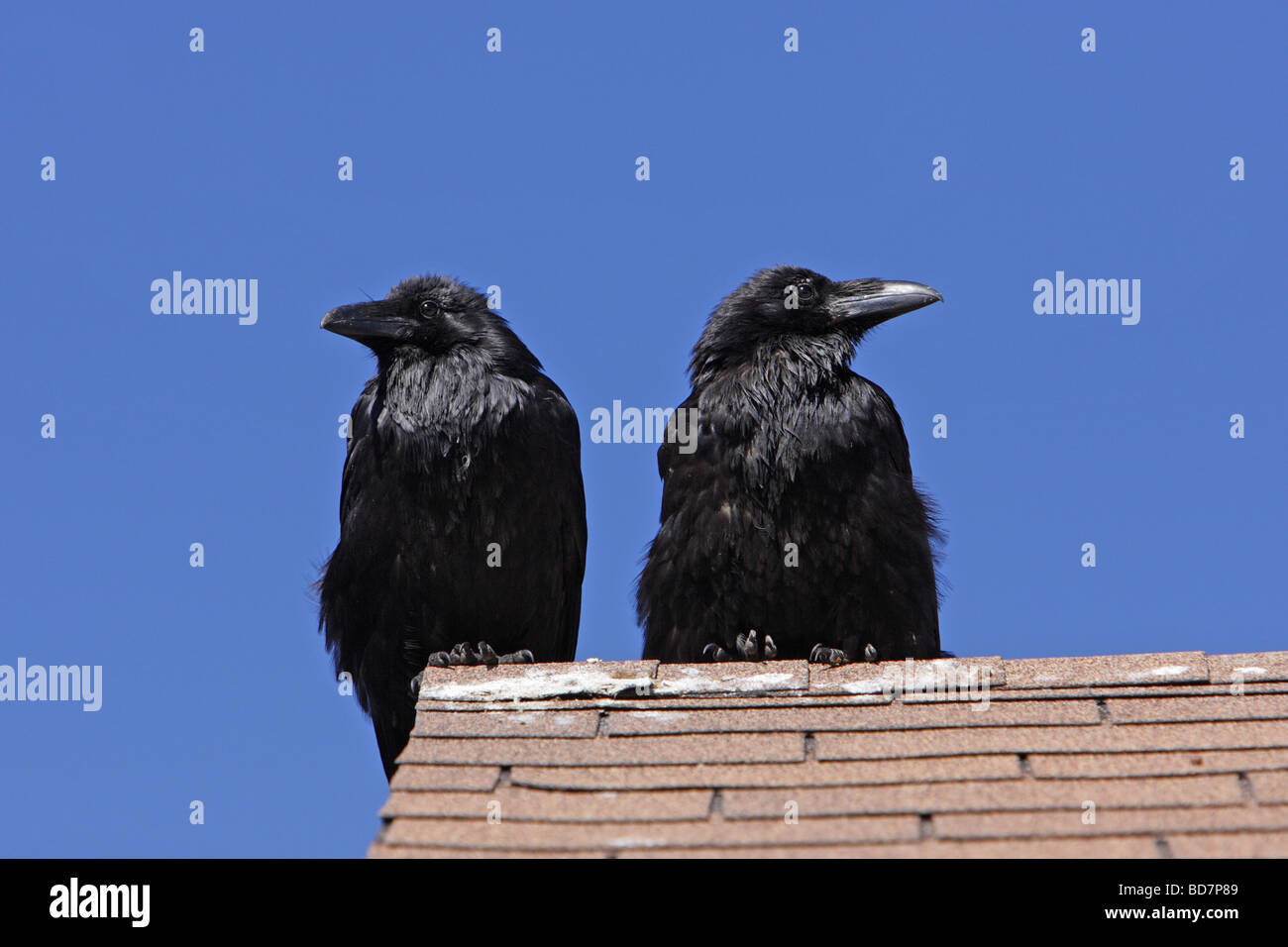Raven right hi-res stock photography and images - Alamy
