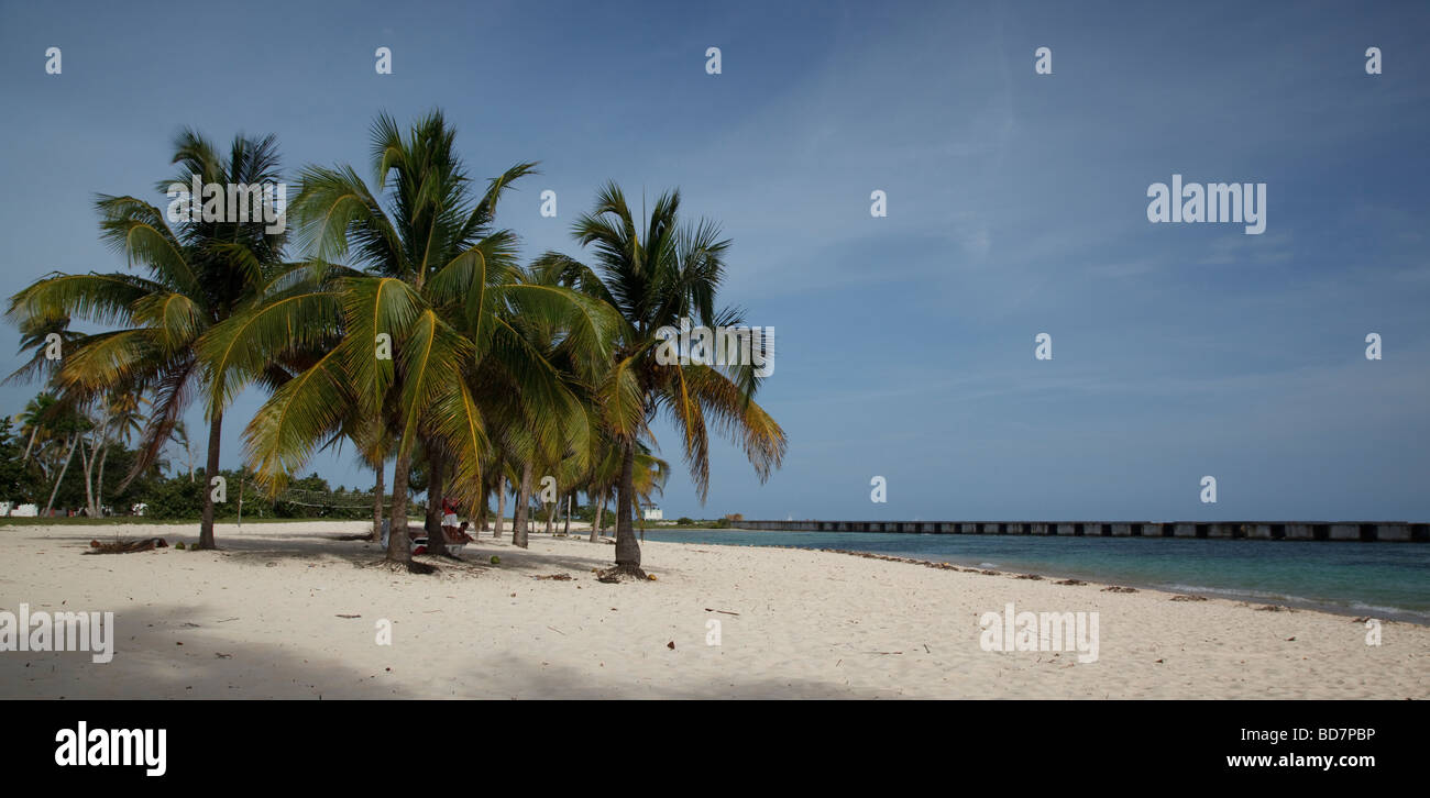 palm tree beach Stock Photo - Alamy