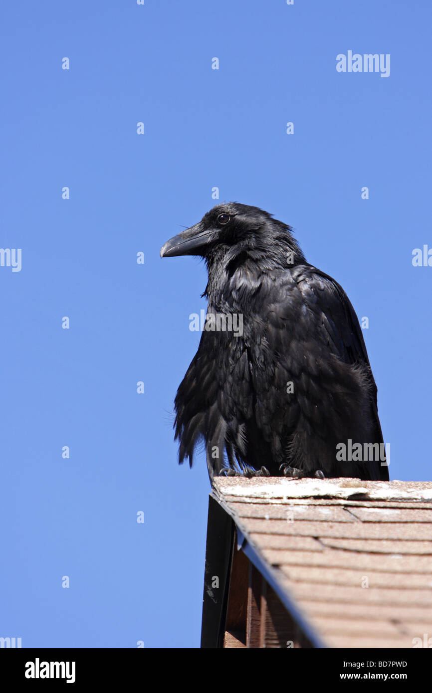Raven Corvus corax with its feathers ruffled perched on a roof top ...