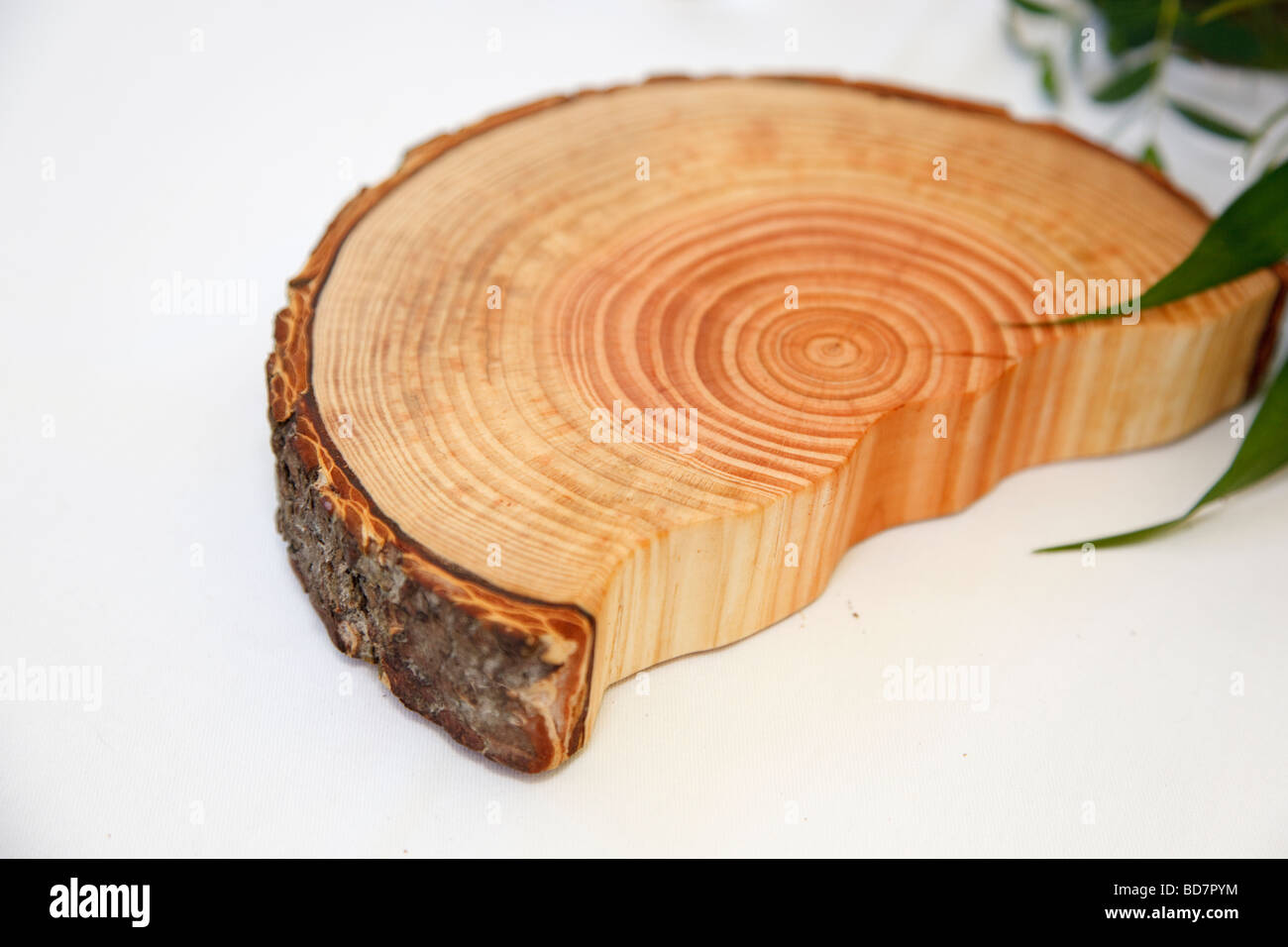 slice of tree with annual rings Stock Photo - Alamy