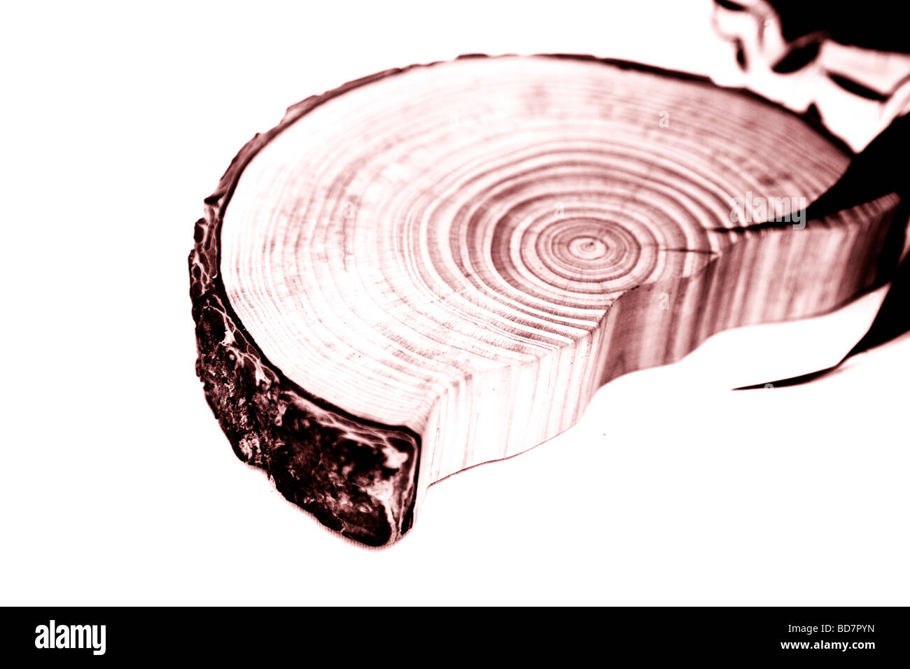 Slice of tree hi-res stock photography and images - Alamy