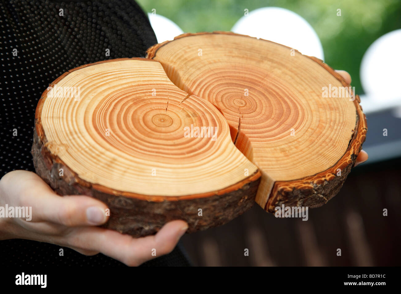 two slices of a tree with annual rings Stock Photo - Alamy
