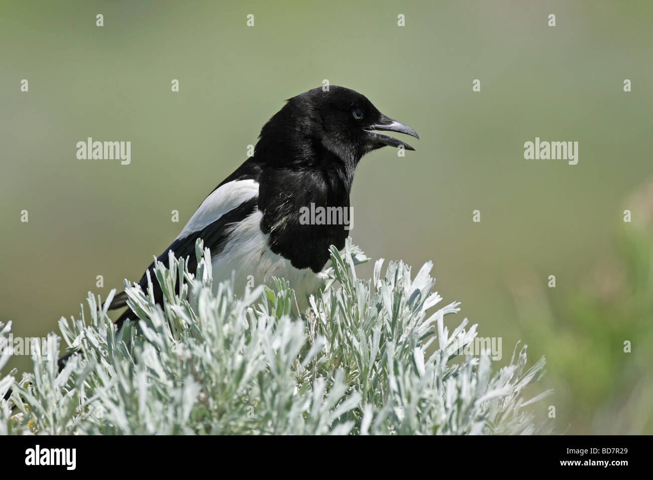 Magpie pica pica beak open hi-res stock photography and images - Alamy