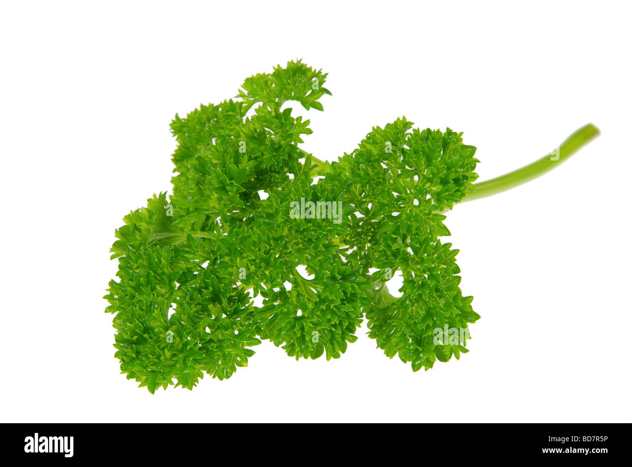 Petersilie parsley 02 Stock Photo - Alamy