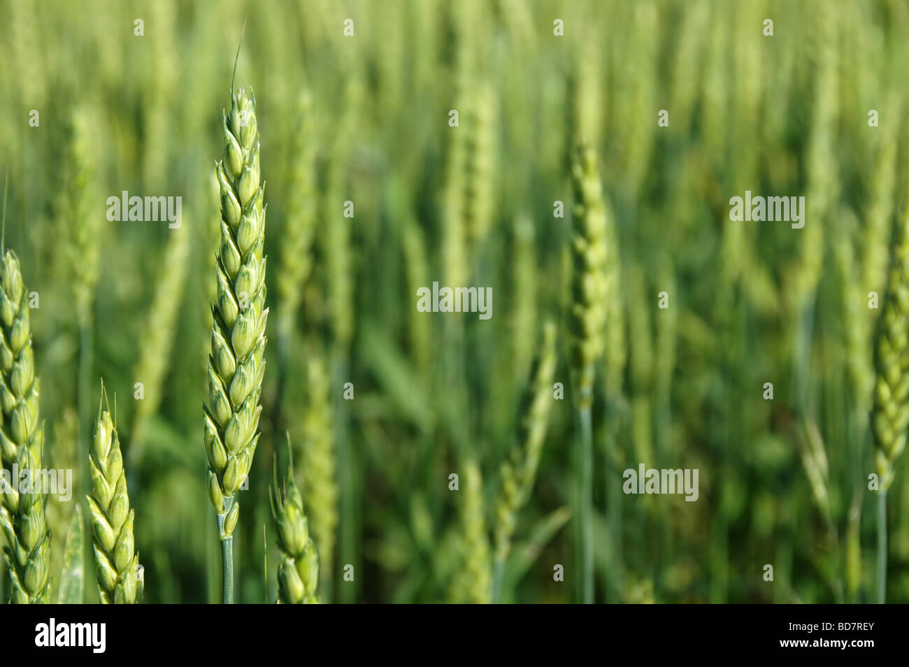 Green wheat field detail hi-res stock photography and images - Alamy