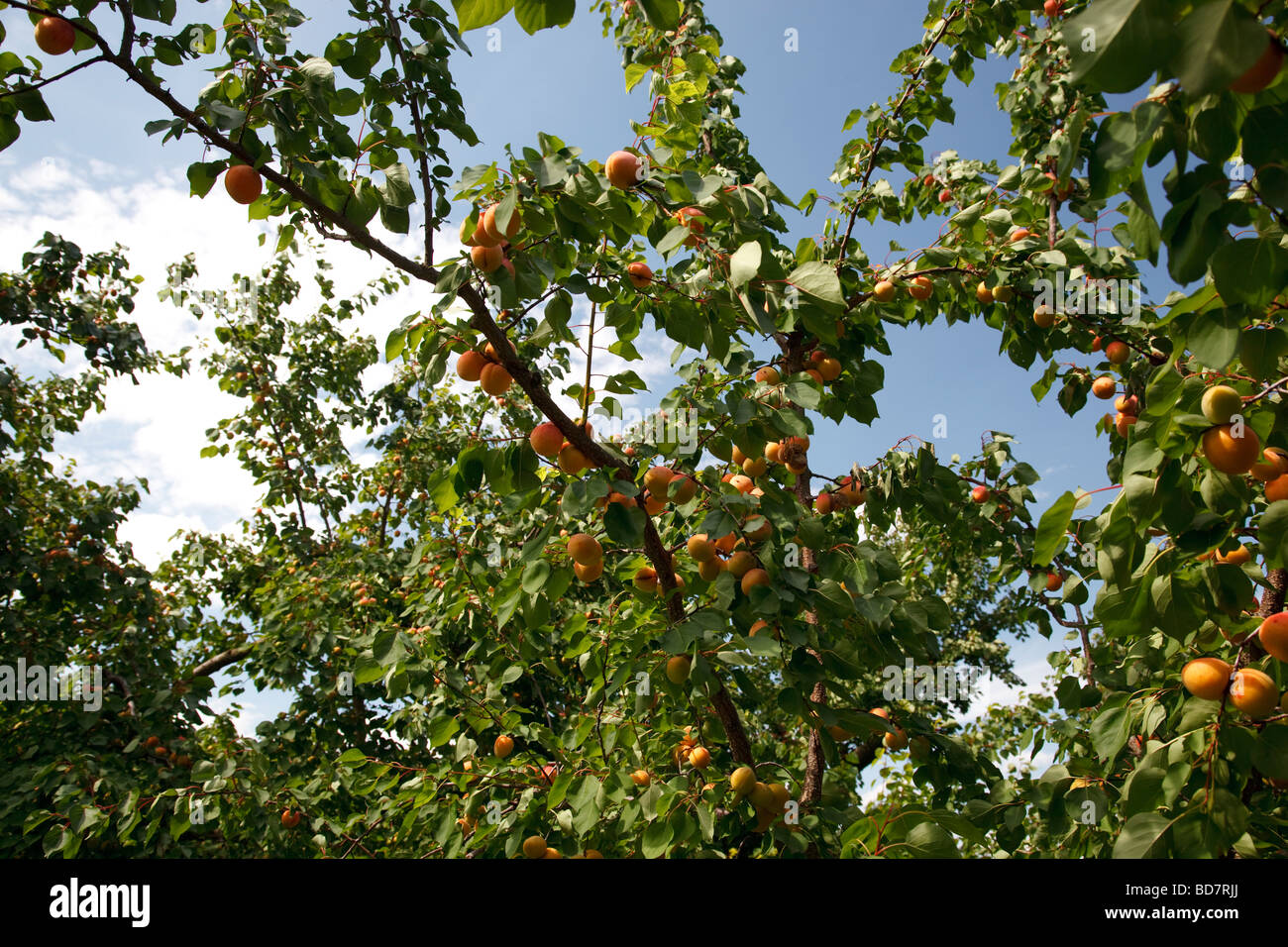 Apricot tree hi-res stock photography and images - Alamy