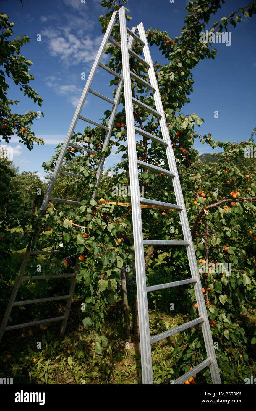 ladder for harvesting apricots in the orchard Stock Photo - Alamy