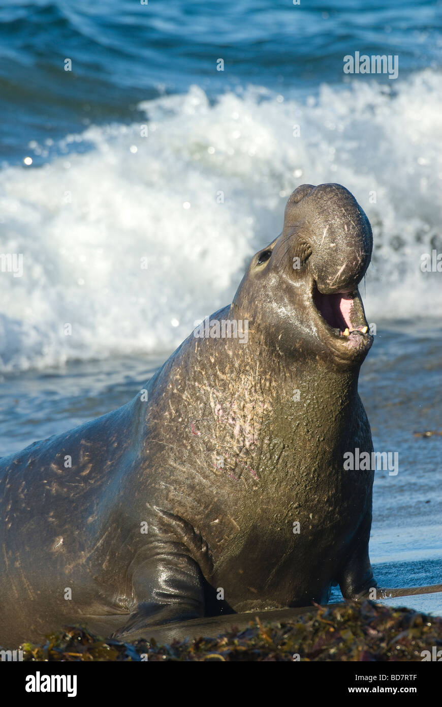 Bull bellowing hi-res stock photography and images - Alamy