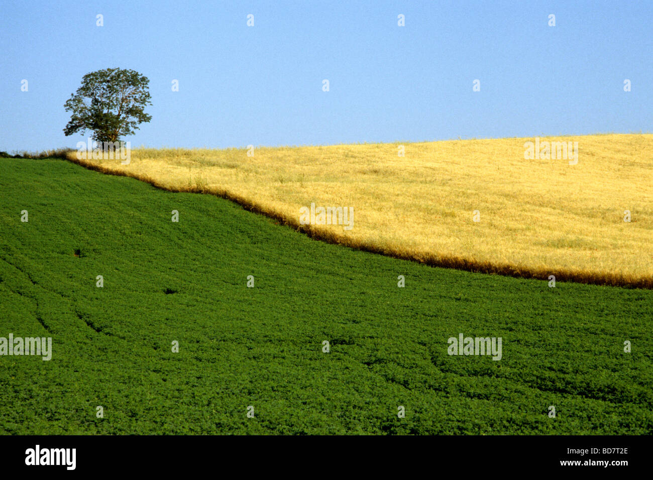 Sienese landscape Siena Italy Stock Photo - Alamy