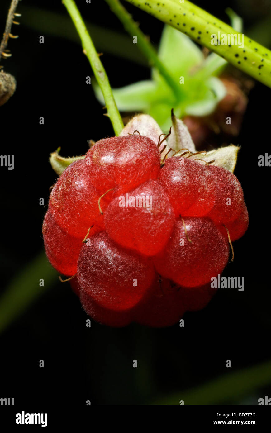 Macro of the forest raspberry Stock Photo - Alamy
