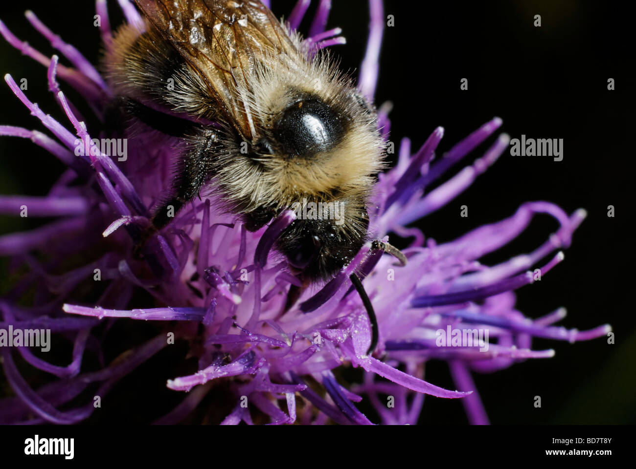 Shaggy bee hi-res stock photography and images - Alamy