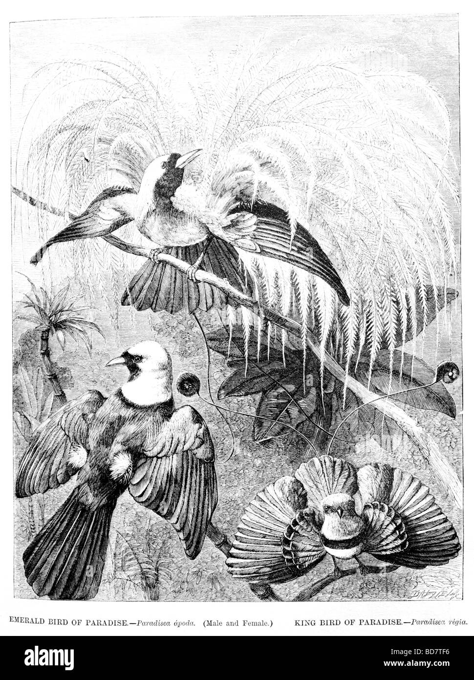 Skeleton bird drawing hi-res stock photography and images - Alamy