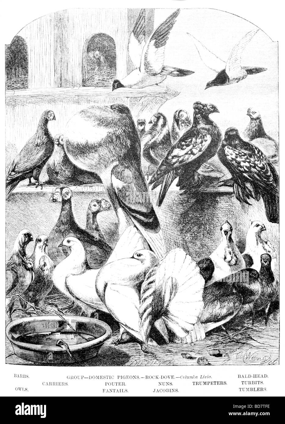 domestic pigeons rock dove columba livia barbs bal head carriers pouter ...