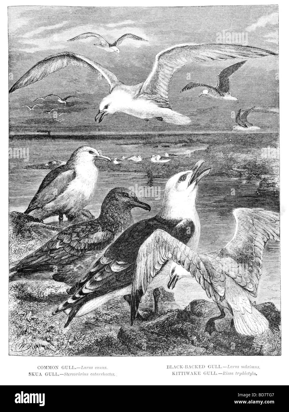 Larcus hi-res stock photography and images - Alamy