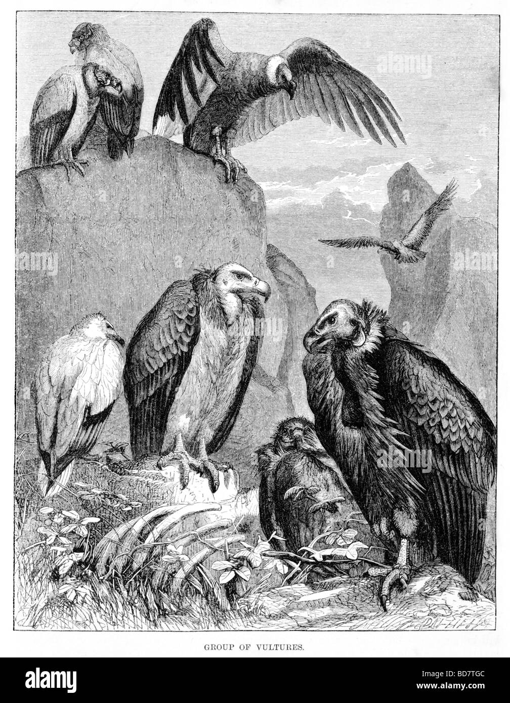 Group of Vultures scavengers Stock Photo - Alamy