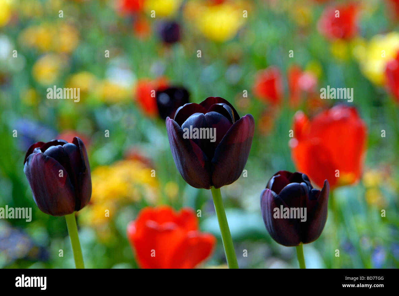 Tulip spring sunshine hi-res stock photography and images - Alamy