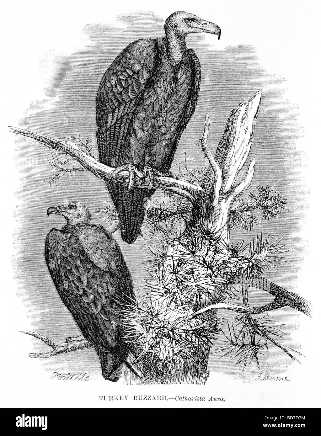 Buzzard image hi-res stock photography and images - Alamy