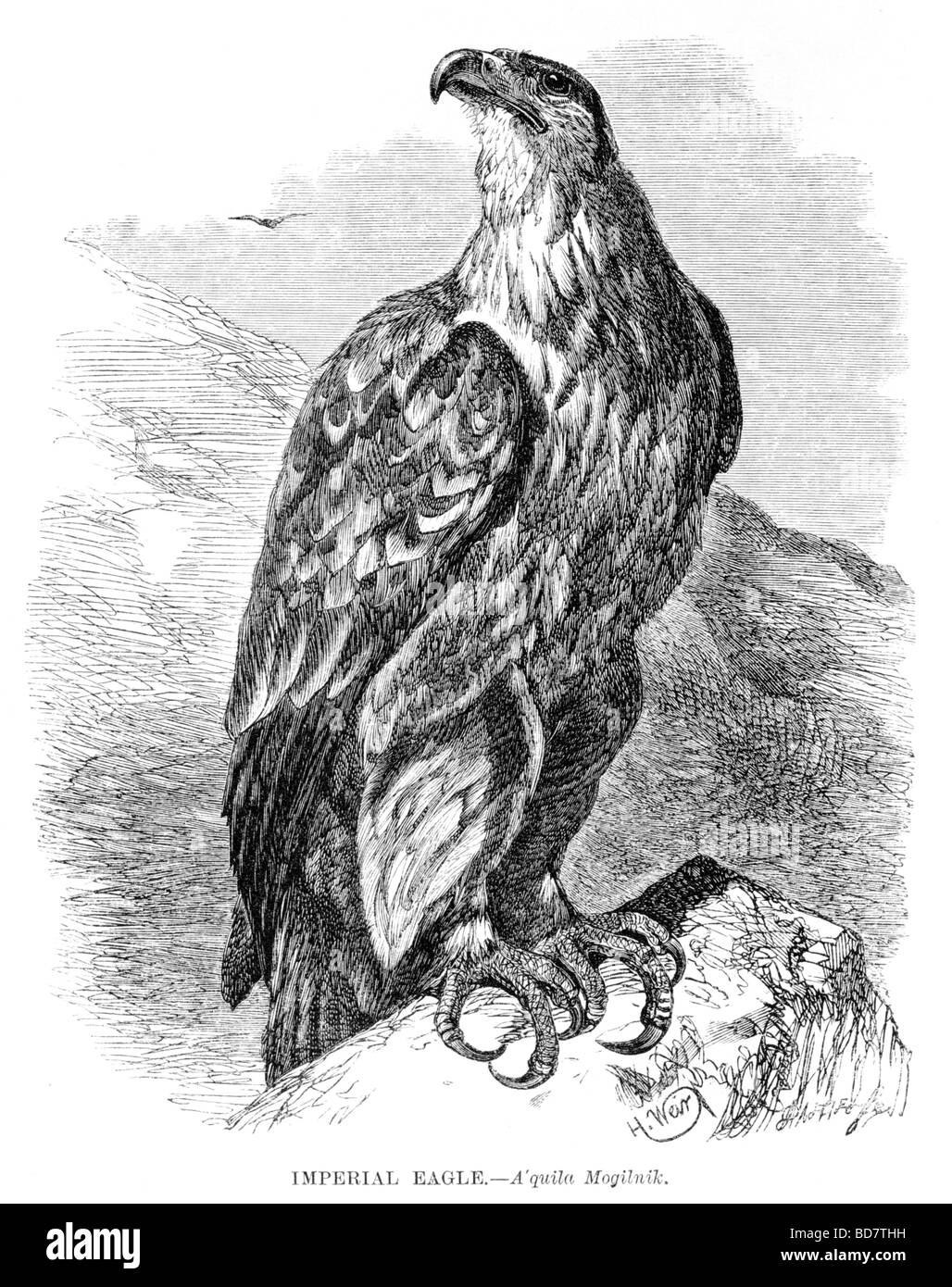 imperial eagle a quila mogilnik bird of prey Stock Photo - Alamy