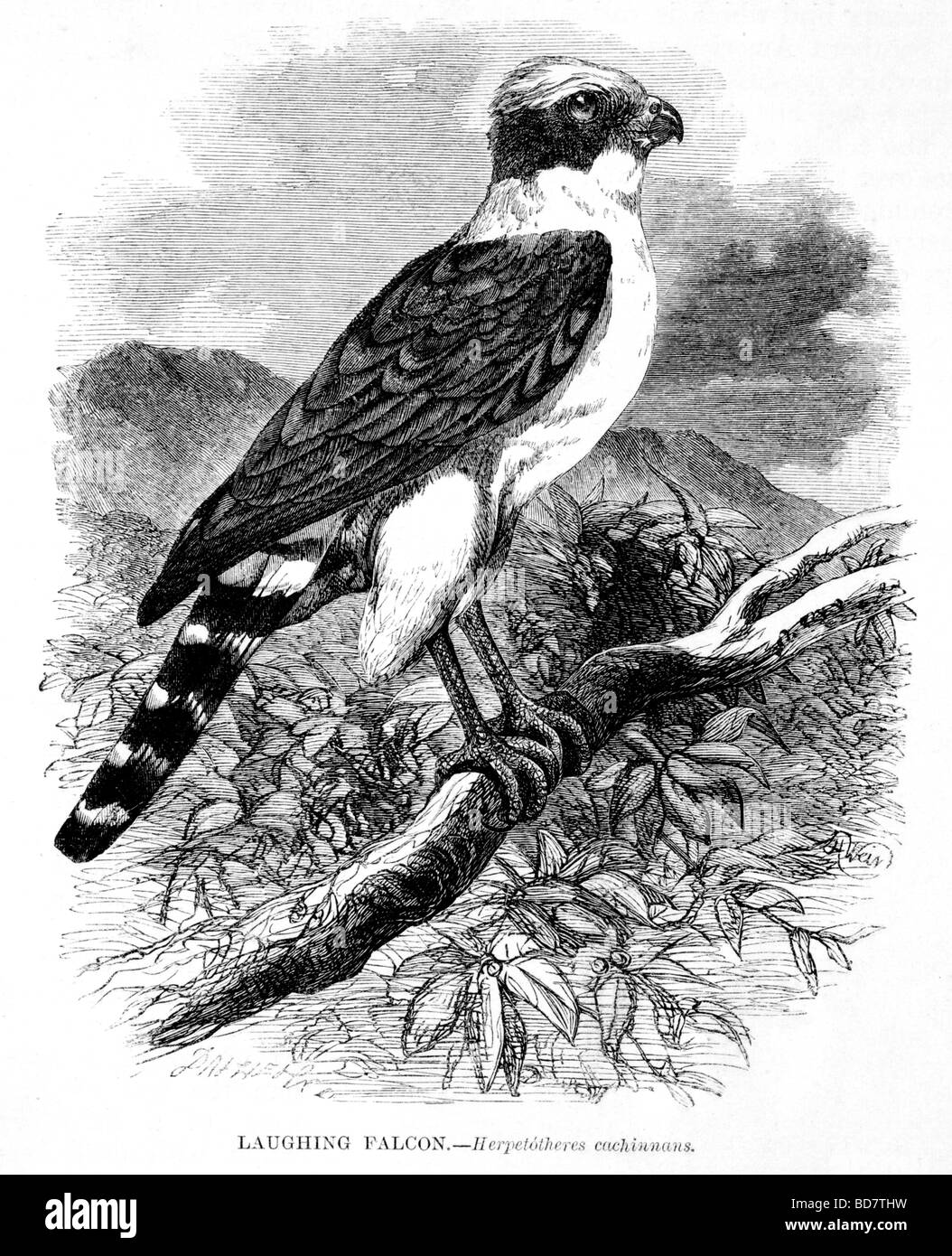 Victorian illustration laughing hi-res stock photography and images - Alamy