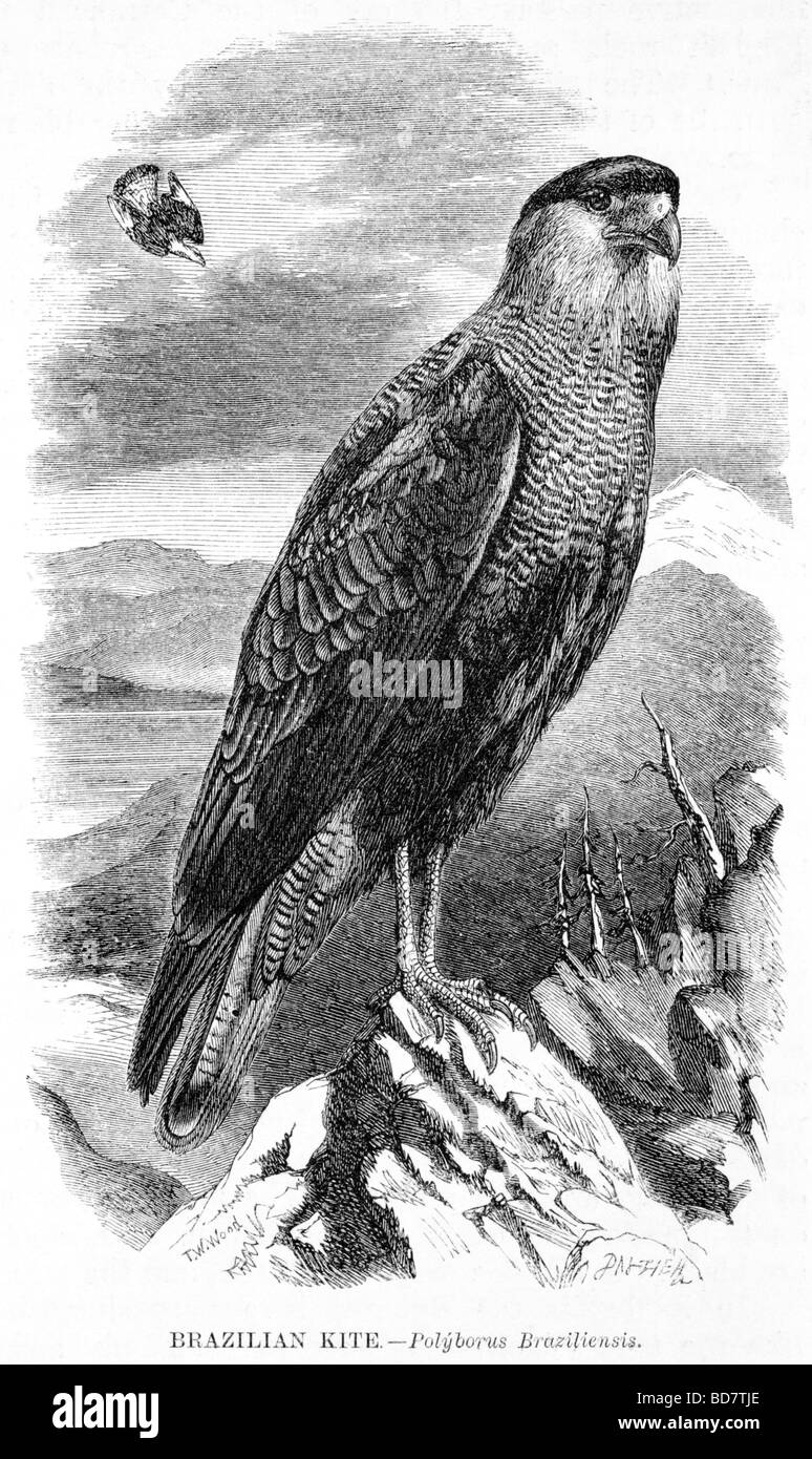Victorian kite hi-res stock photography and images - Alamy