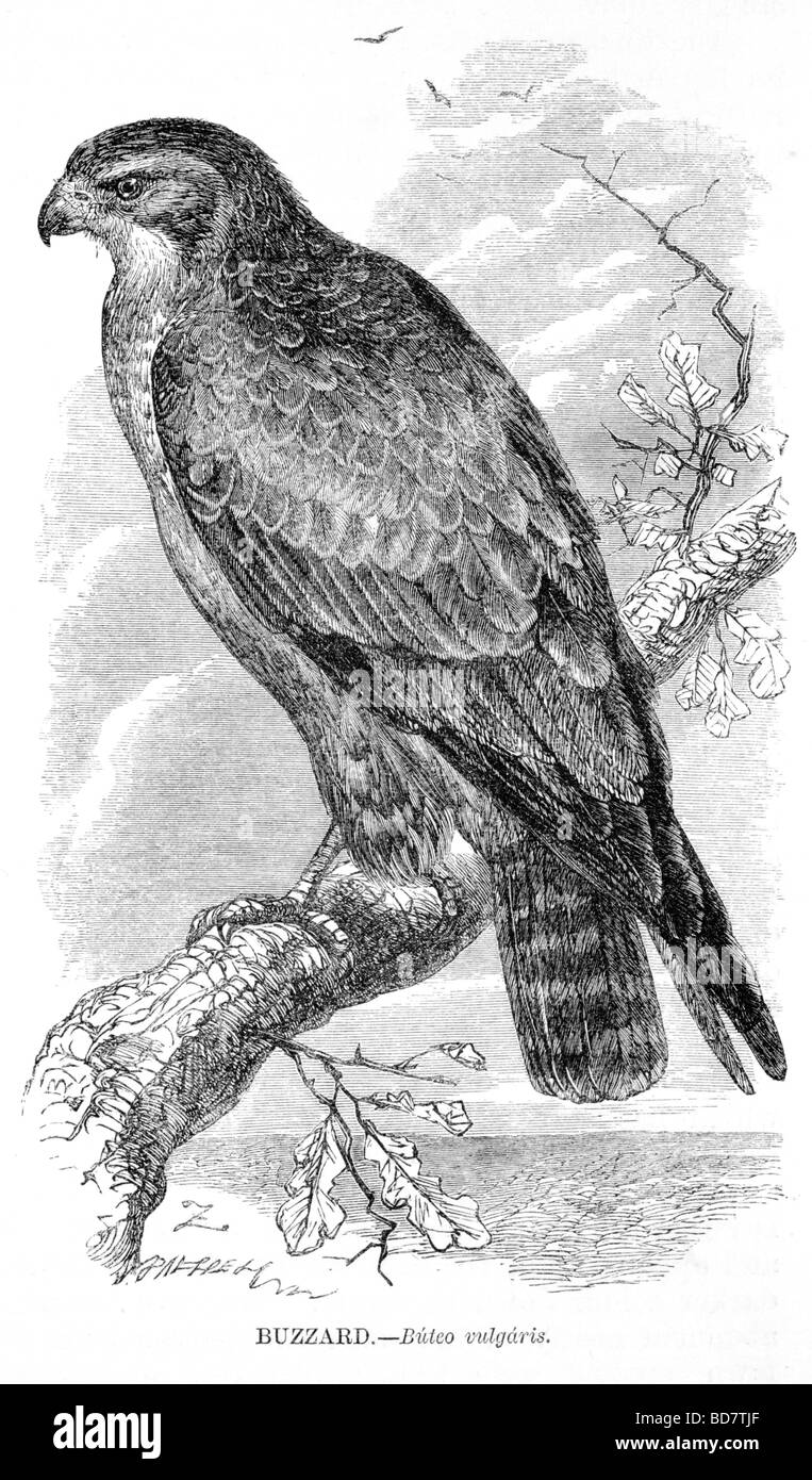 buzzard buteo vulgaris bird of prey Stock Photo - Alamy
