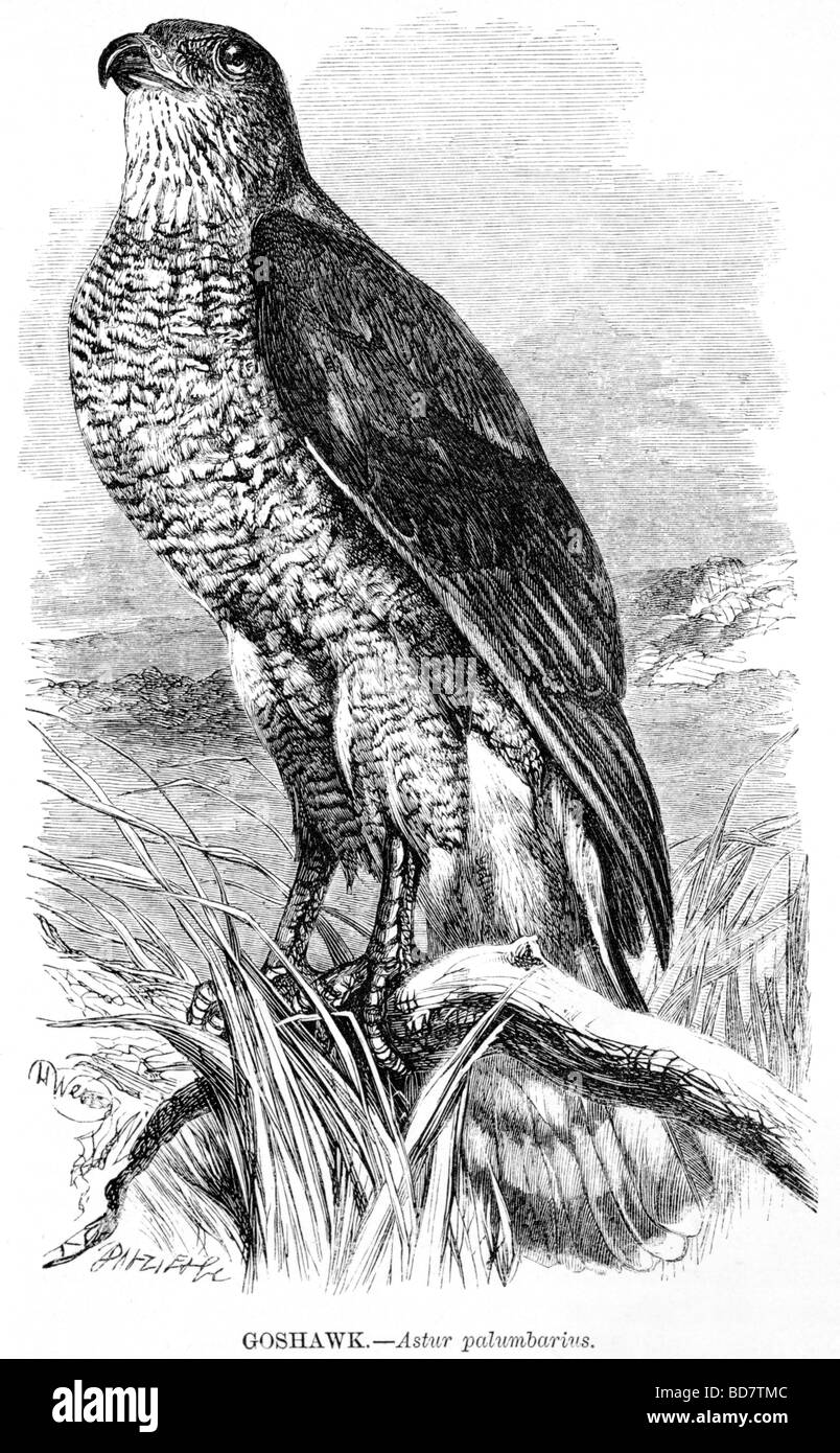 Astur hi-res stock photography and images - Alamy