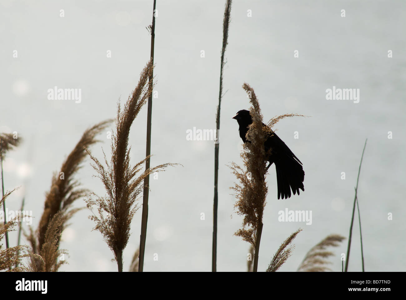 Shore plants hi-res stock photography and images - Alamy