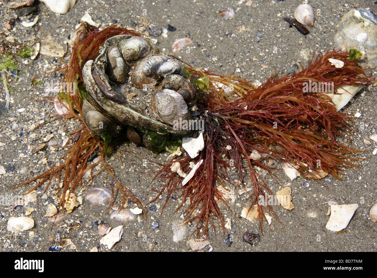 Shellfish on a beach covered with seaweed Stock Photo - Alamy