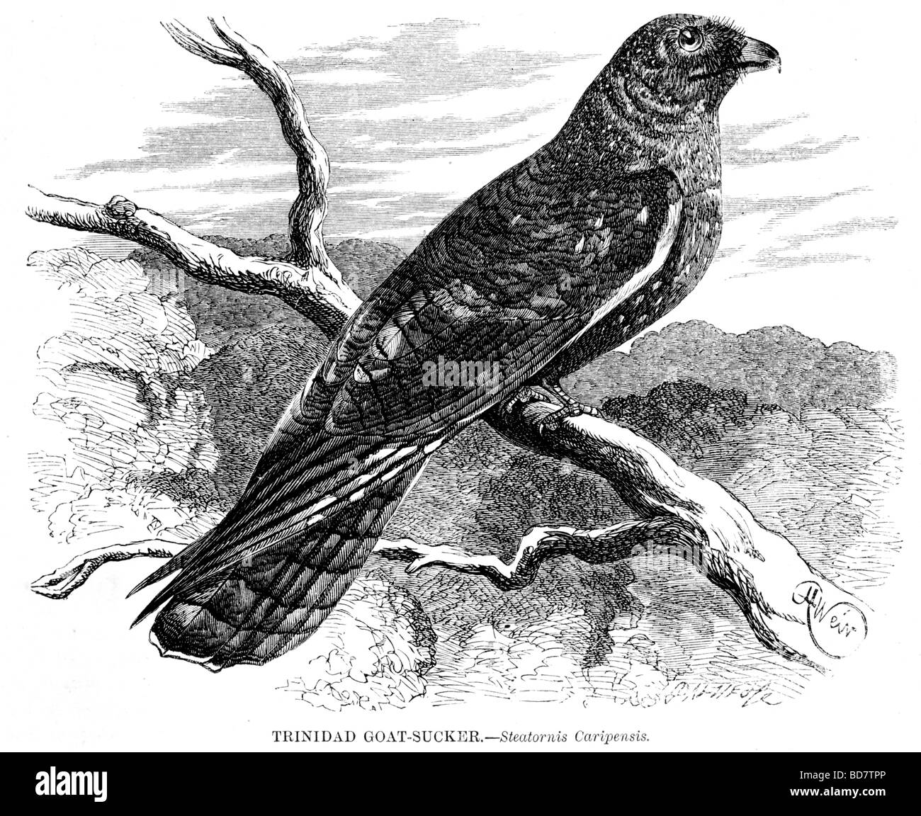 Goat Sucker High Resolution Stock Photography and Images - Alamy