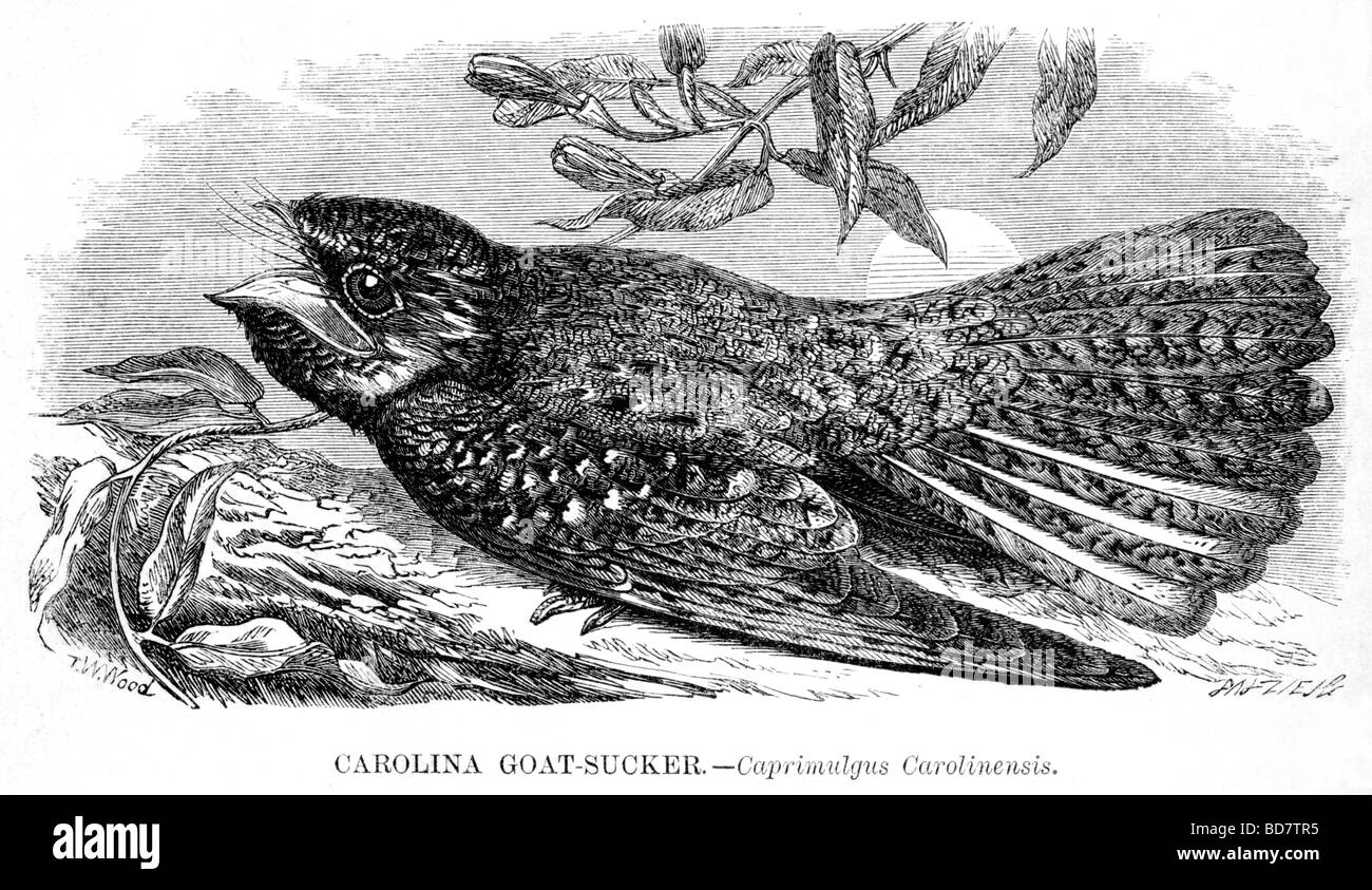 Goat sucker hi-res stock photography and images - Alamy