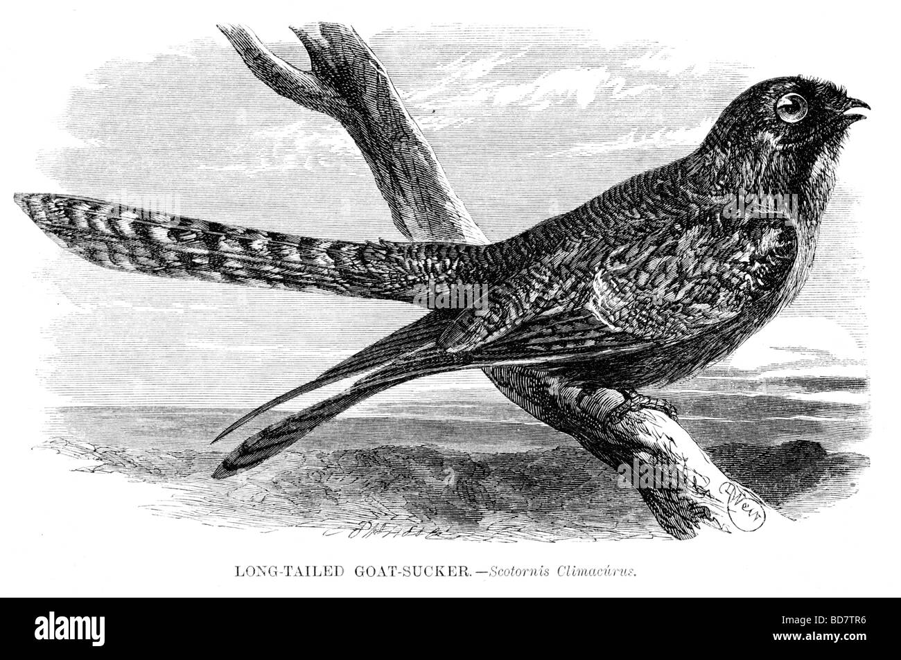 Goat sucker hi-res stock photography and images - Alamy