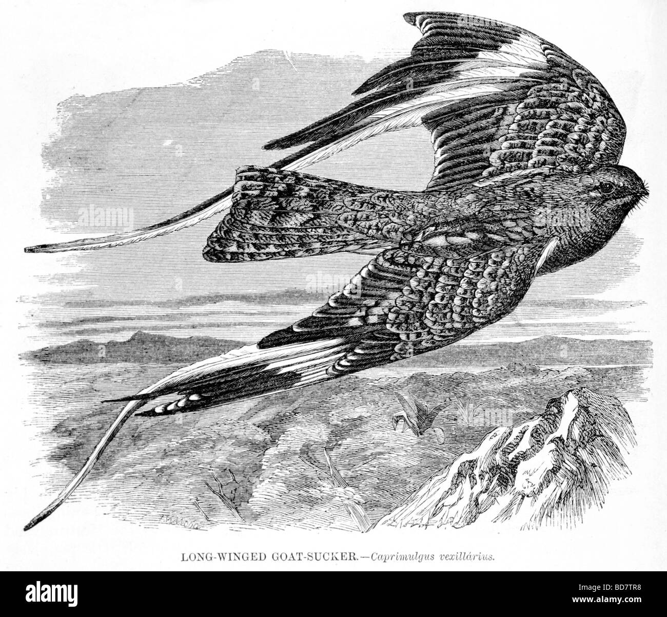 Goat sucker hi-res stock photography and images - Alamy