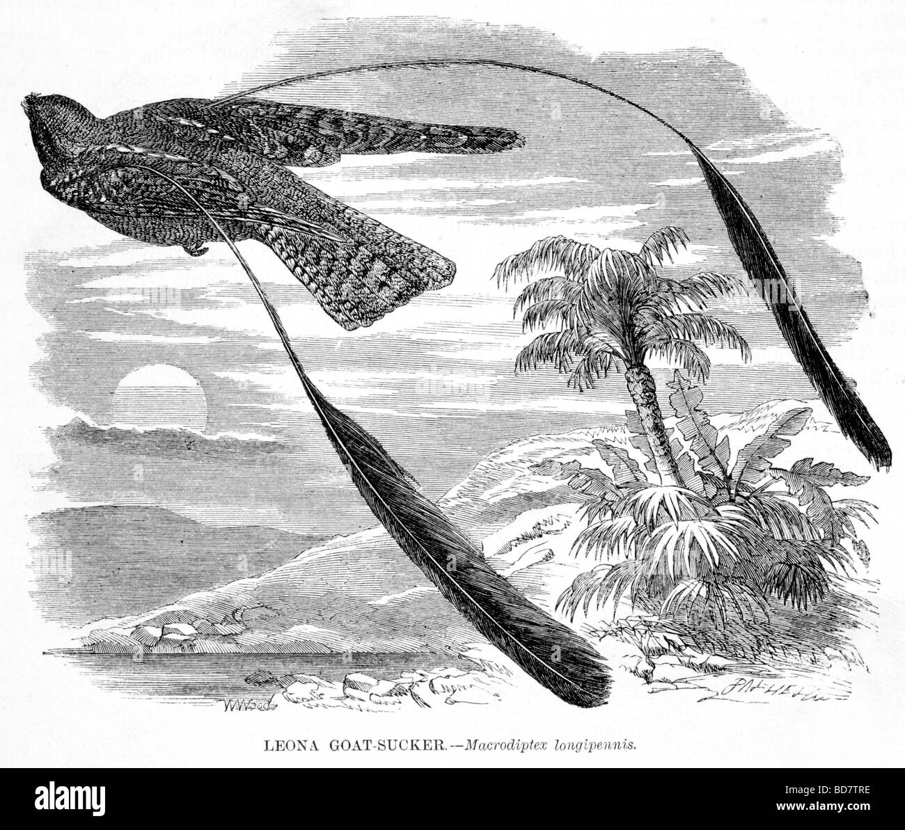 Goat sucker hi-res stock photography and images - Alamy