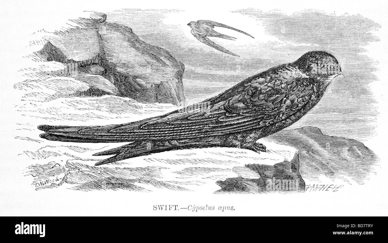 Cypselus High Resolution Stock Photography and Images - Alamy