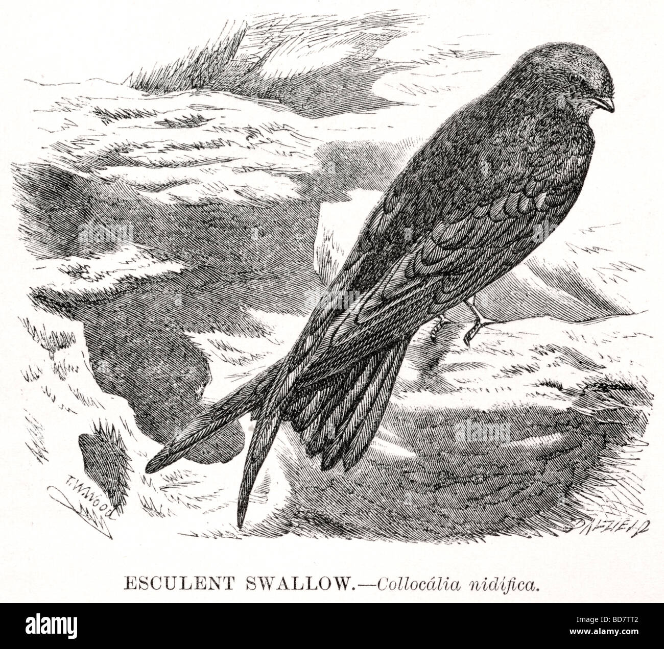 esculent swallow collocalia nidifica Stock Photo - Alamy